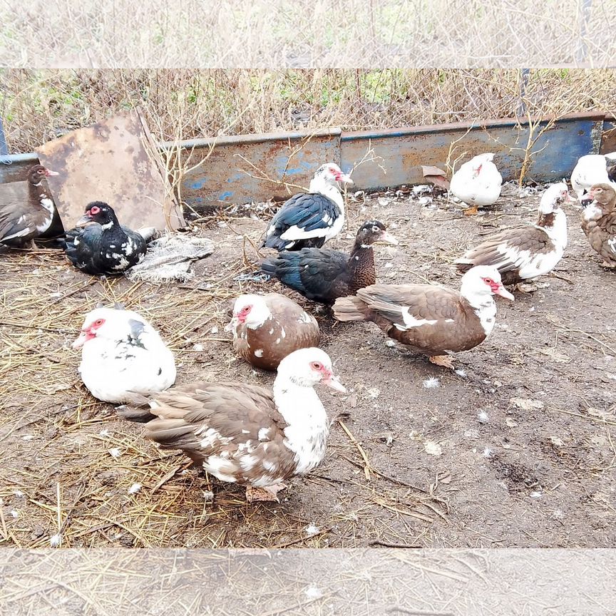 Утки на продажу