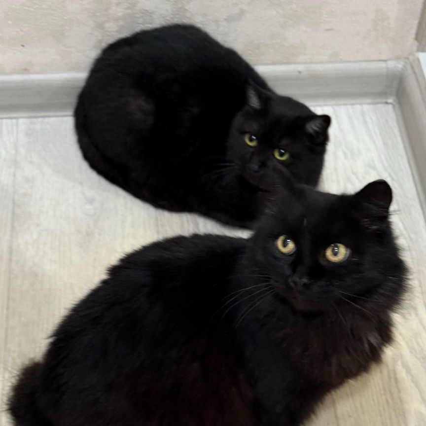 Стерилизованая кошка