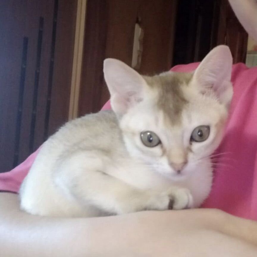 Сингапурская кошка