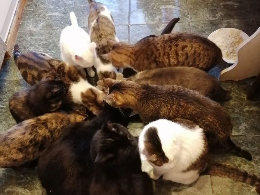 Помогите бездомным котейкам