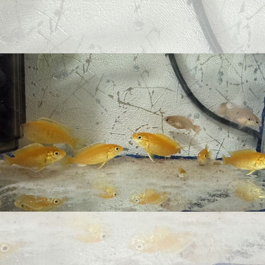 Цихлиды елоу