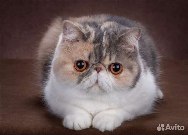 Экзотическая кошка