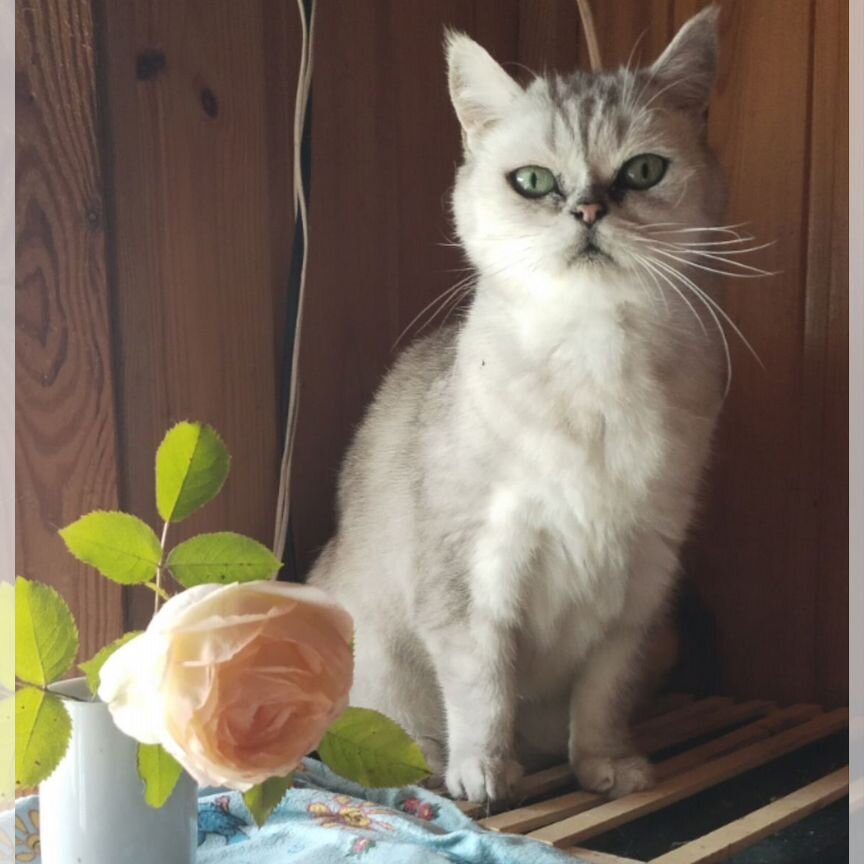 Кошка