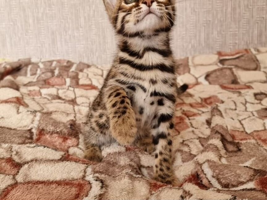 Бенгальские ф1 малыши