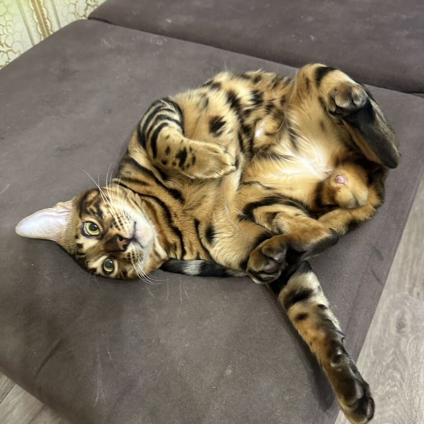 Бенгальская