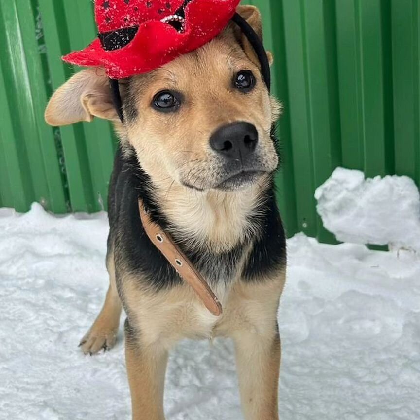 Щенок в добрые руки бесплатно