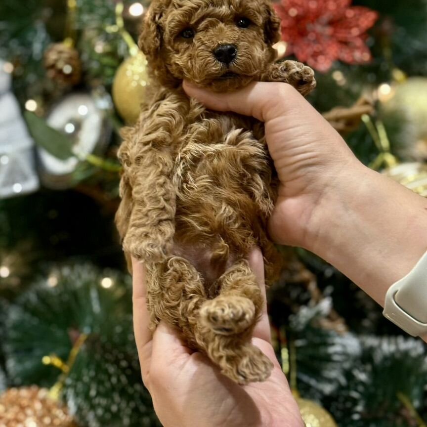 Той-пудель, щенок