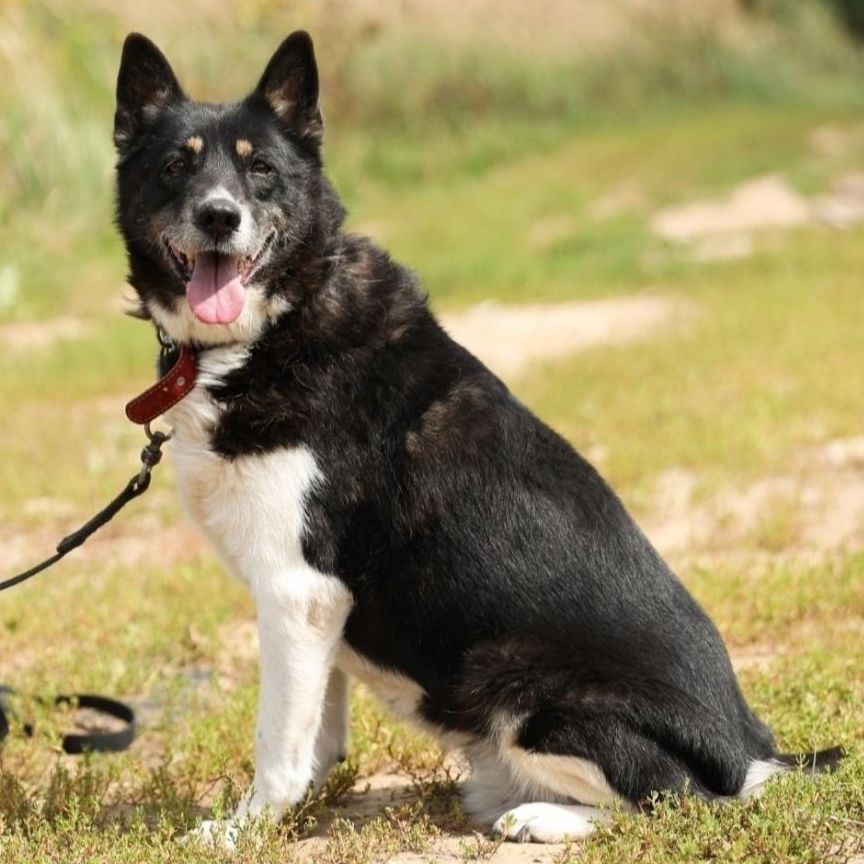 Взрослая собака в добрые руки