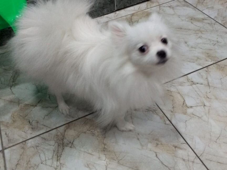 Немецкий шпиц