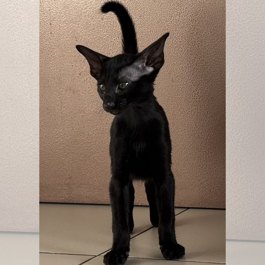 Ориентальный котёнок