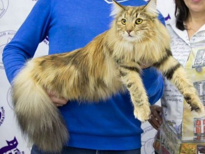Котята норвежская лесная