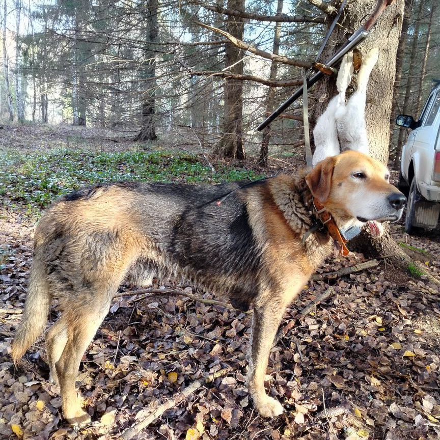 Русская гончая, взрослая собака
