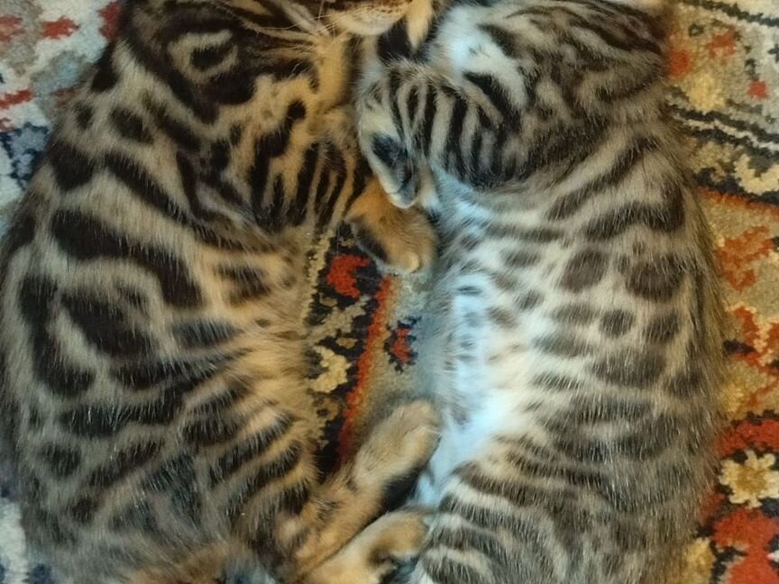 Бенгальские котята. Девочки 2мес