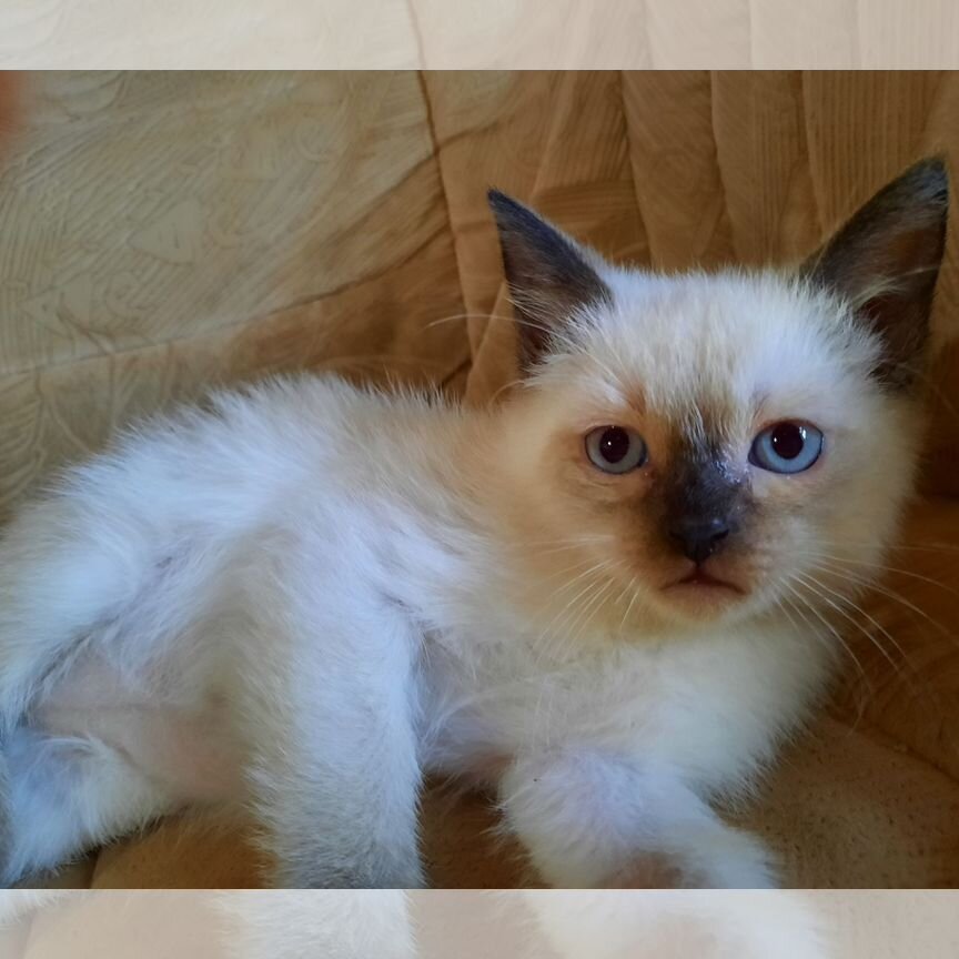 Тайские котятки
