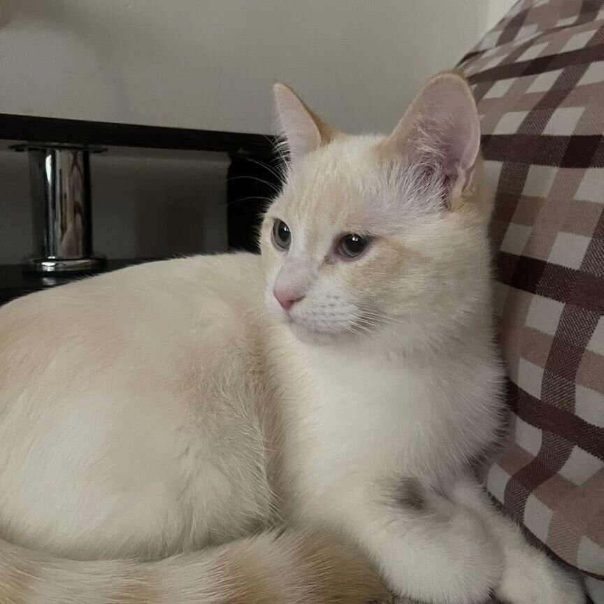 Отдам кота