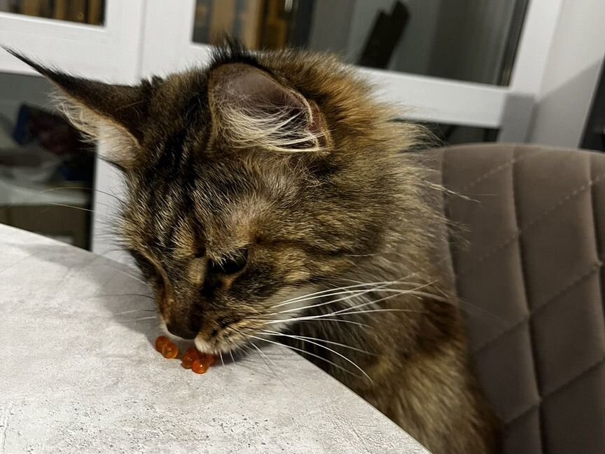 Кошка мейн кун