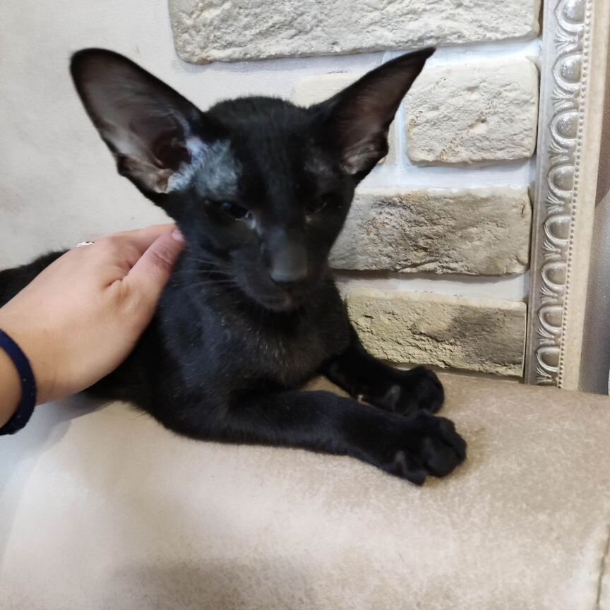 Ориентальный мальчик малышок