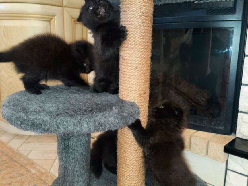 Кошки