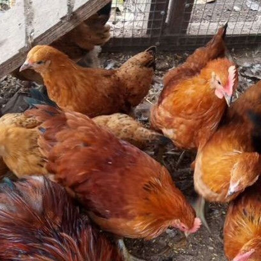 Молрдые Петухи, Куры, Цыплята