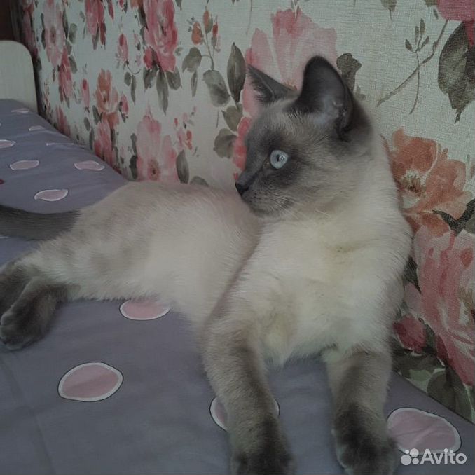 Отдаю даром котика