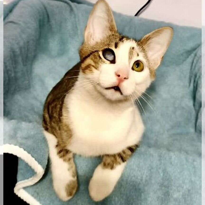 Европейский короткошёрстный котёнок