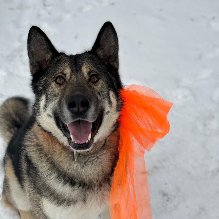 Волчок-не укусит за бочок, пес из приюта ищет дом
