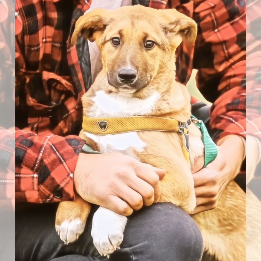 Щенок в добрые руки