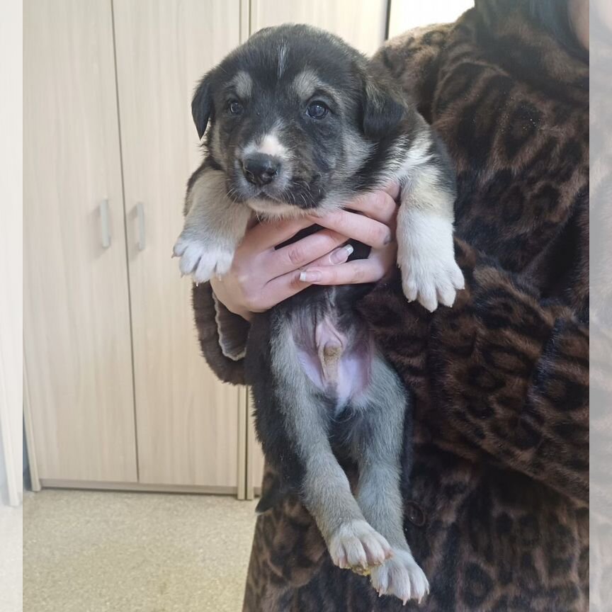 Помесь кавказской овчарки