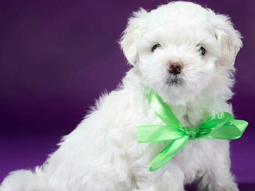 Белоснежное Чудо Мальтезе