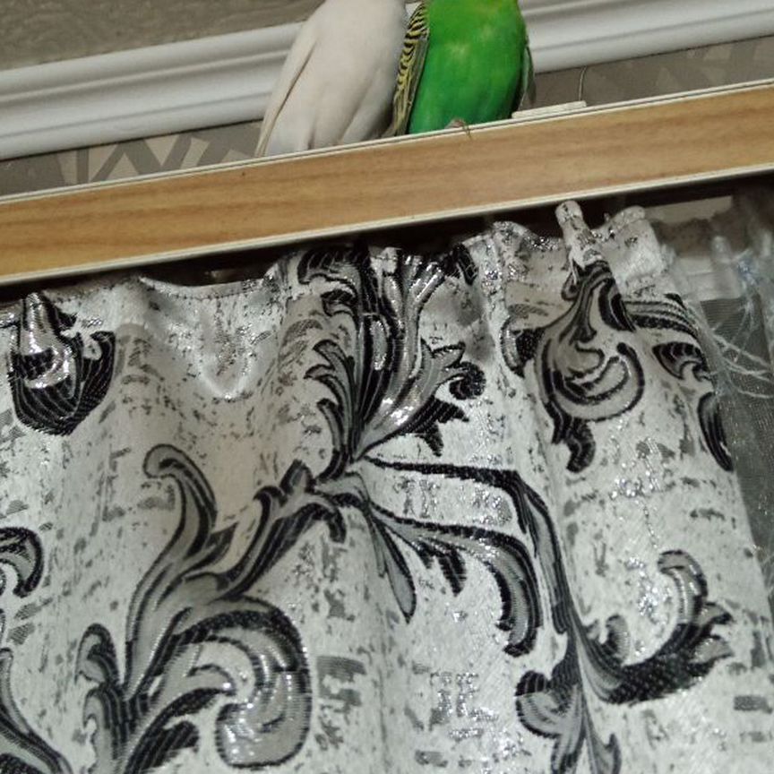 Волнистые попугайчики парочка