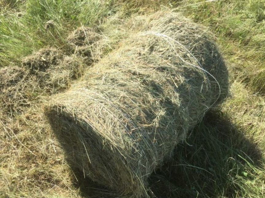 Сено