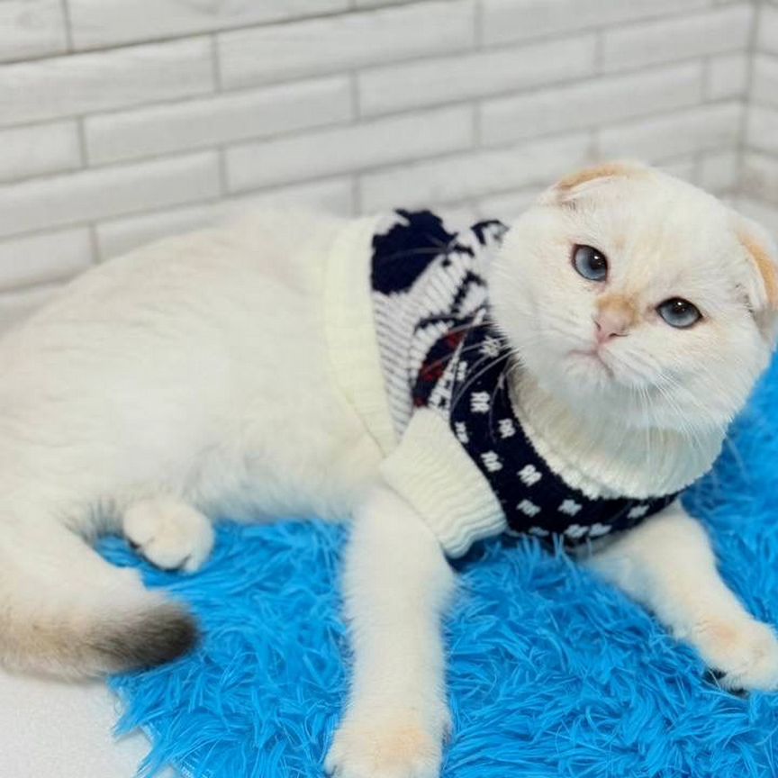 Шотландский вислоухий короткошёрстный котёнок