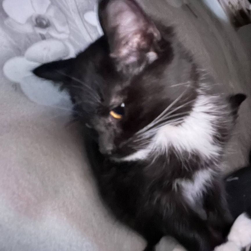 Шотландский вислоухий короткошёрстный котёнок