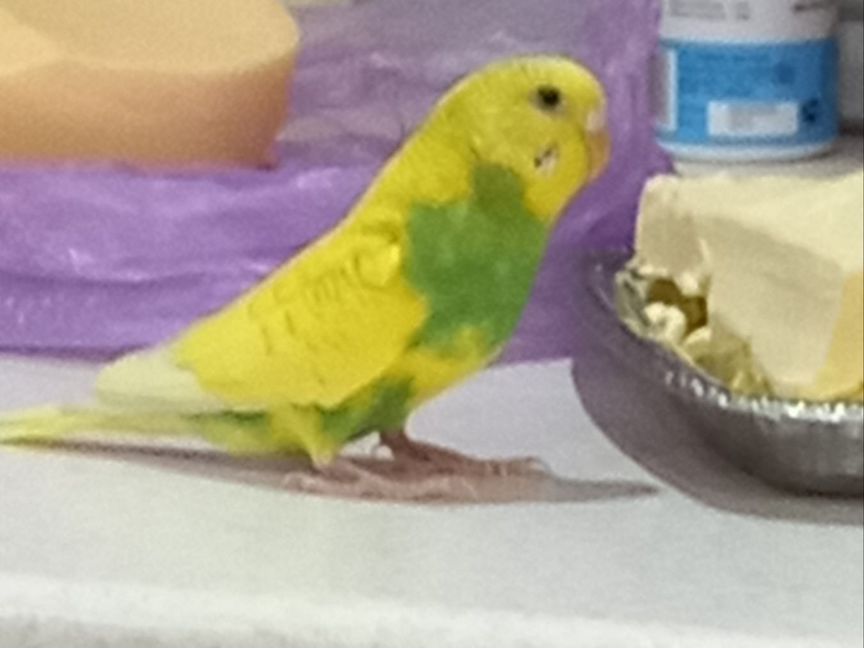 Обменяю попугая