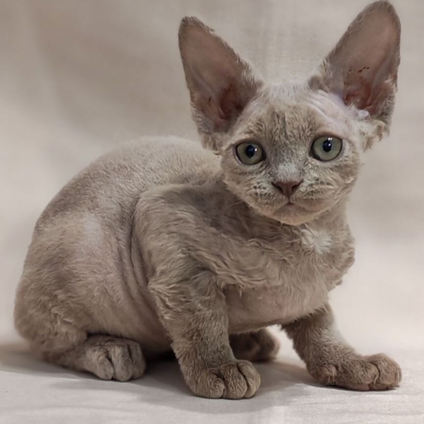 Девон-рекс котёнок