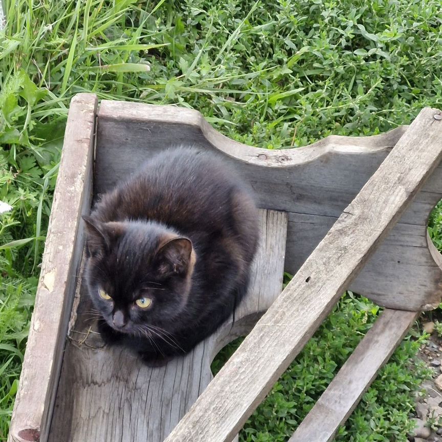 Котенок