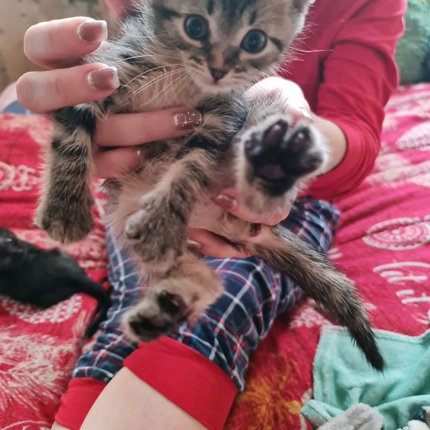 Отдам бесплатно животные