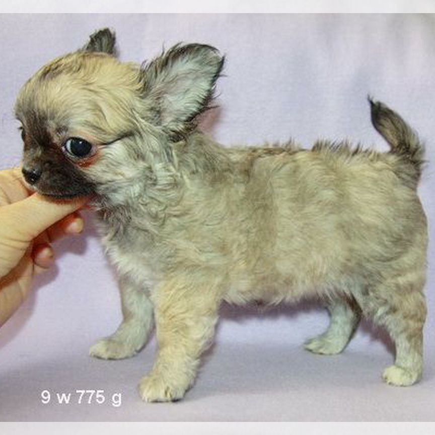 Чихуахуа девочка шоу качество