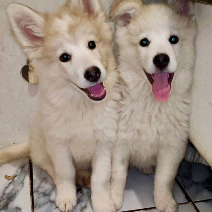 Сестрички белоснежки