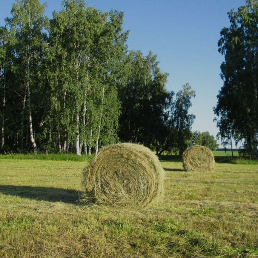 Сено в рулонах