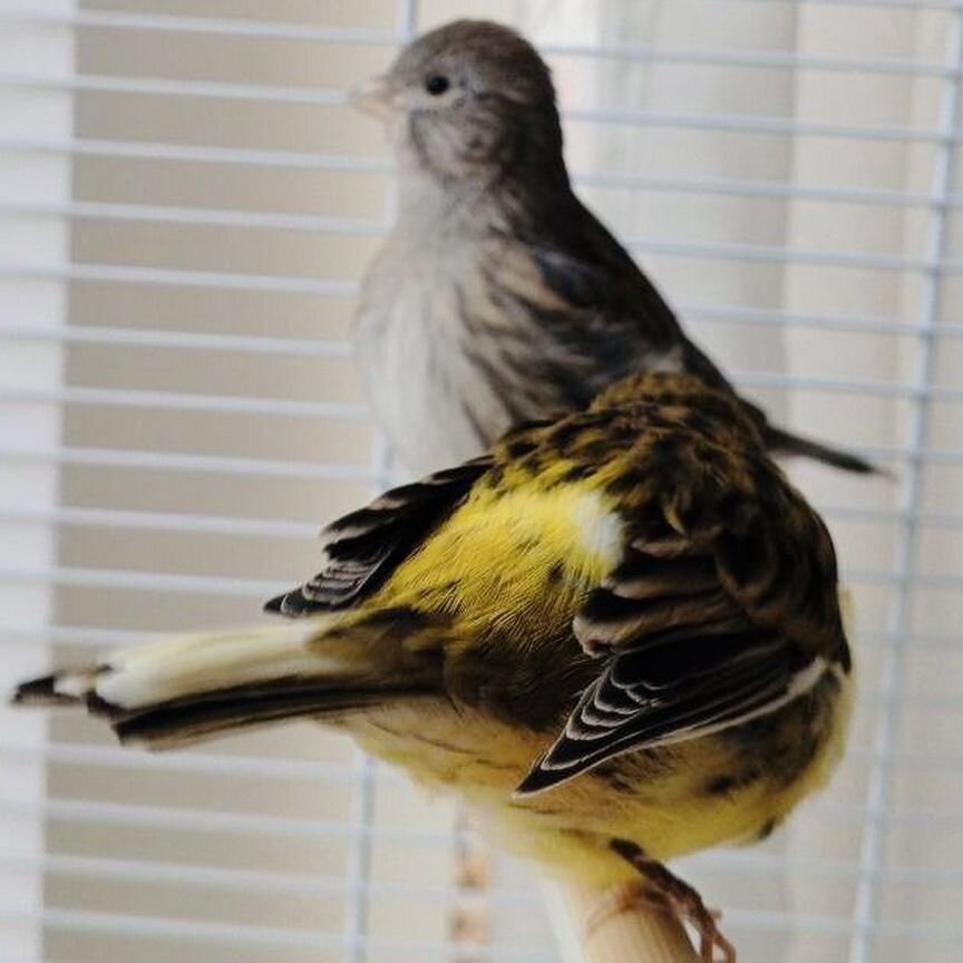 Канарейки Файф Фенси