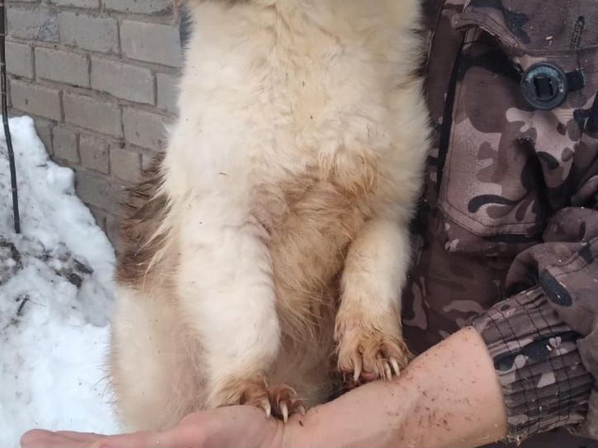 Собака мальчик мелкий