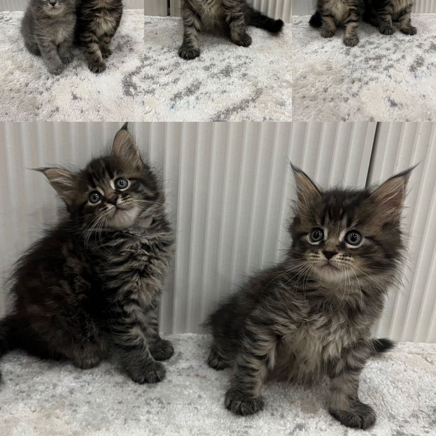 Мейн-кун котёнок