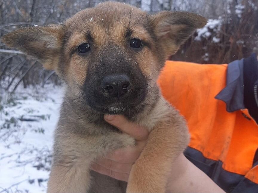 Чудесный мальчик ушастик