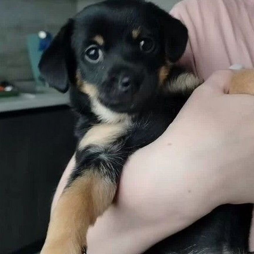 Щенок