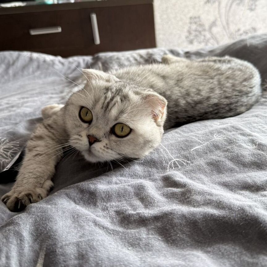 Шотландская вислоухая короткошёрстная, взрослая кошка