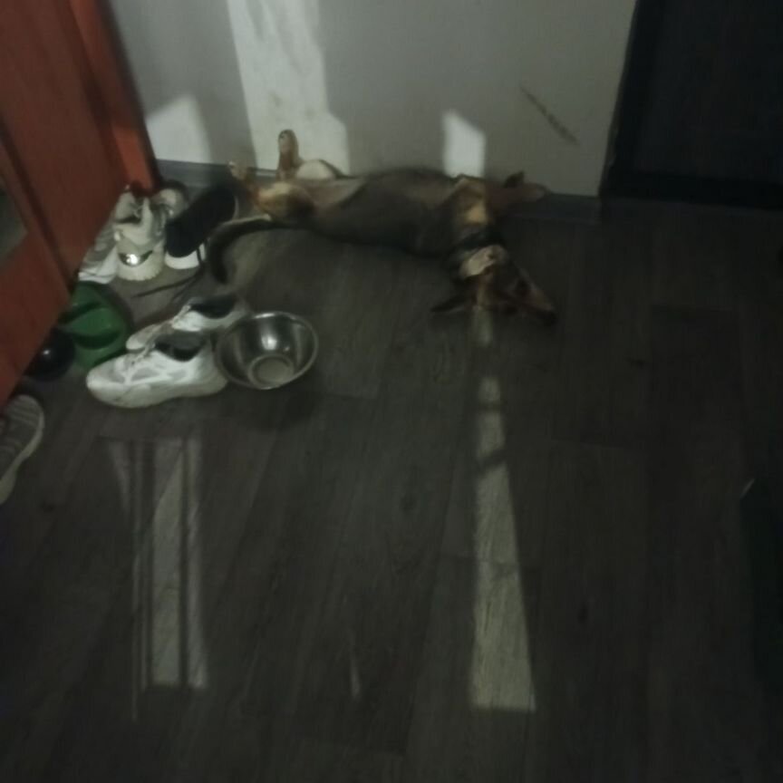 Отдам собаку-девочку в хорошие руки