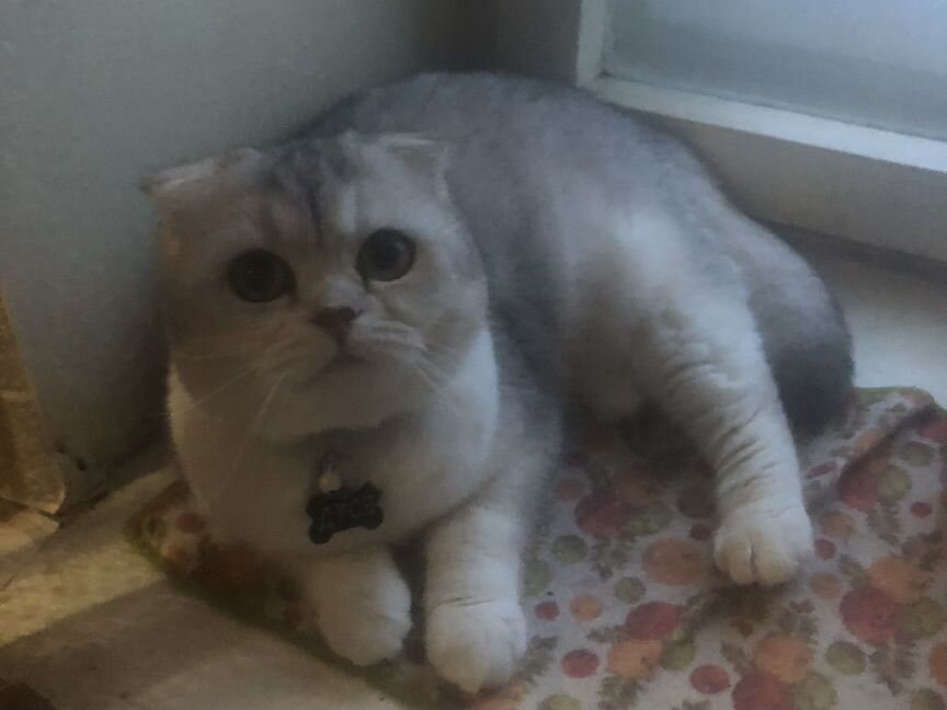 Шотландская вислоухая кошка вязка