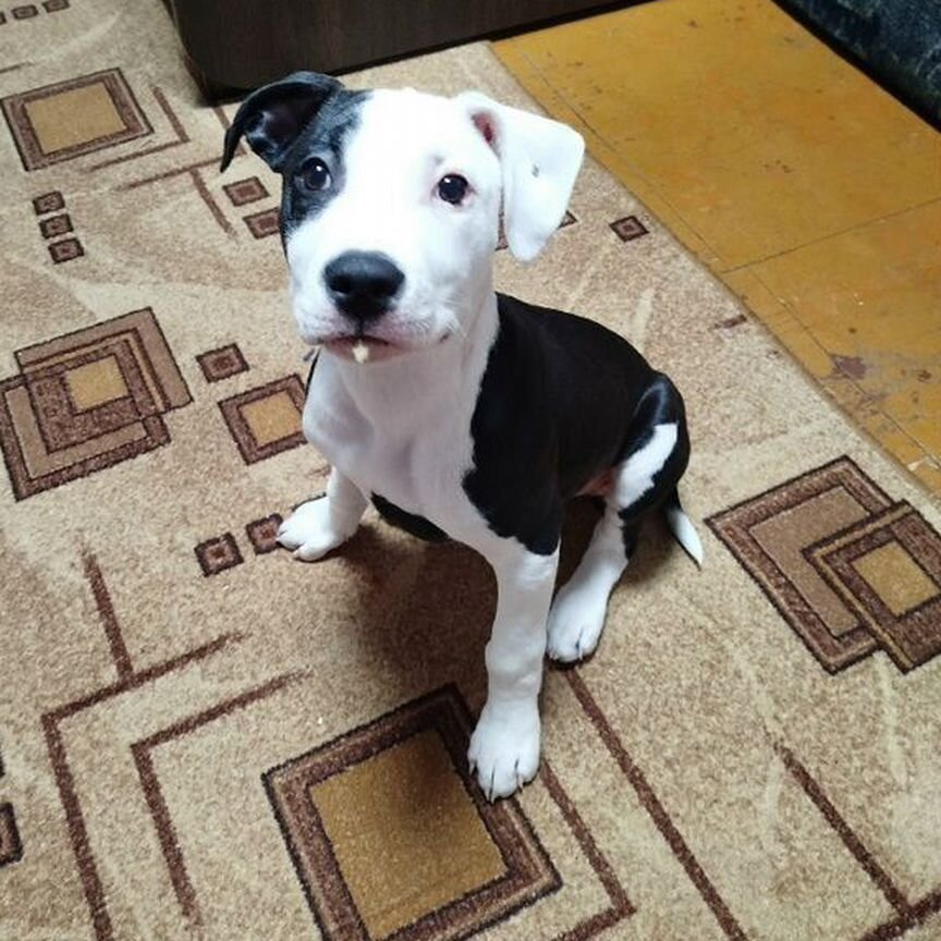 Американский стаффордширский терьер, щенок