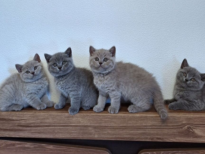 Британские котята